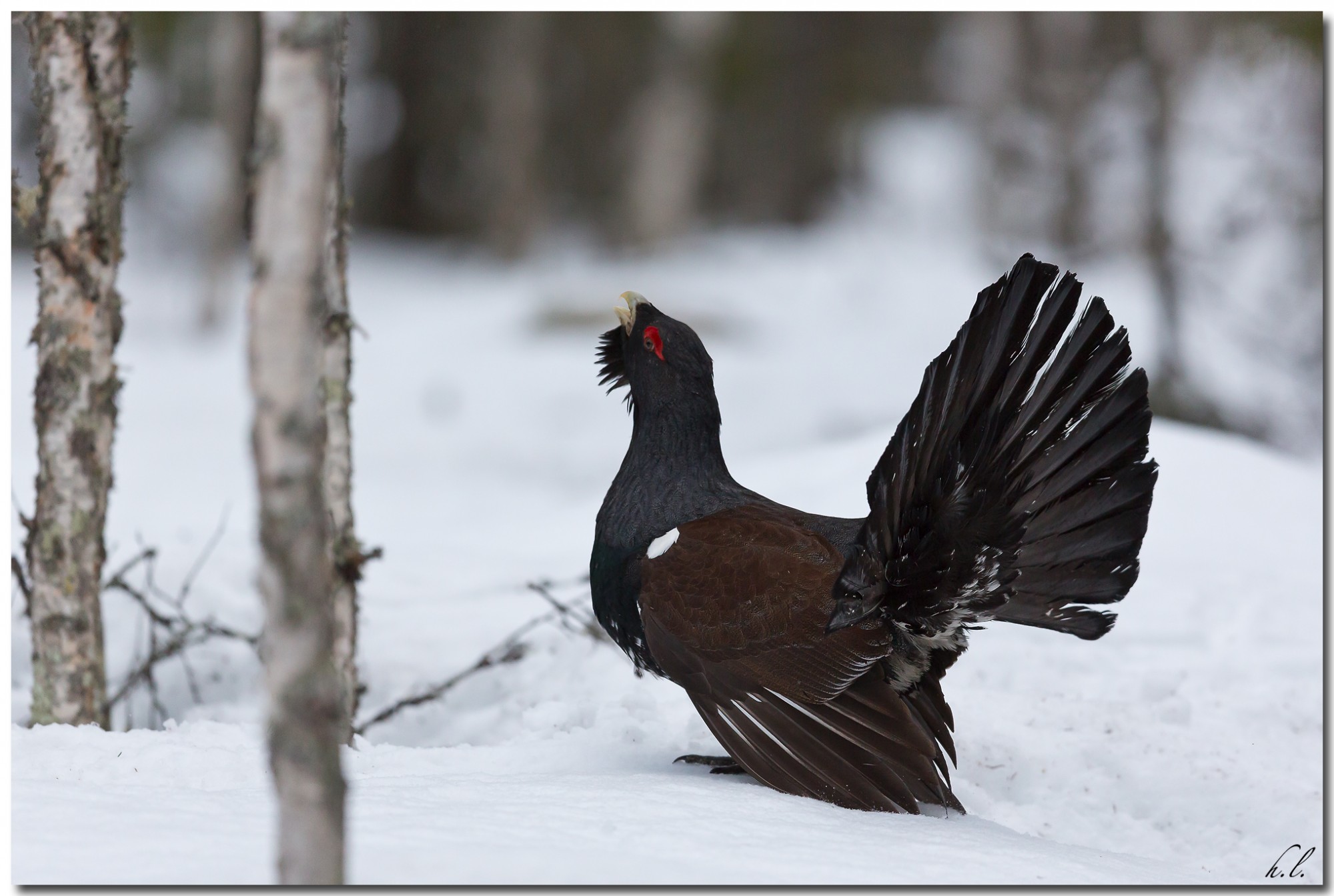 Le Grand Tétras (Tetrao urogallus) | Lionel Hausseguy