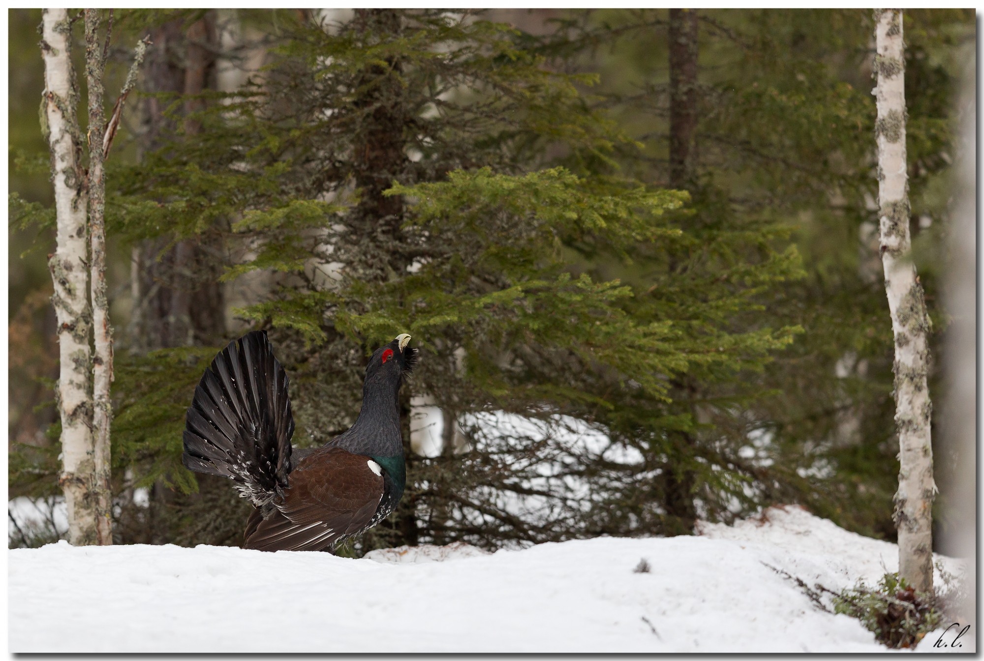 Le Grand Tétras (Tetrao urogallus) | Lionel Hausseguy